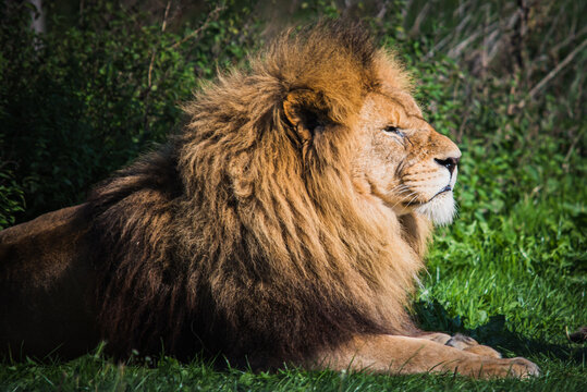 Free Lion Images – Browse 2,077 Free Stock Photos, Vectors, and Video ...