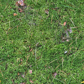 Wild Grass Texture Images – Browse 138,804 Stock Photos, Vectors, and ...