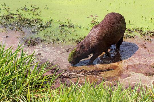 Ronsoco Images – Browse 58 Stock Photos, Vectors, and Video | Adobe Stock