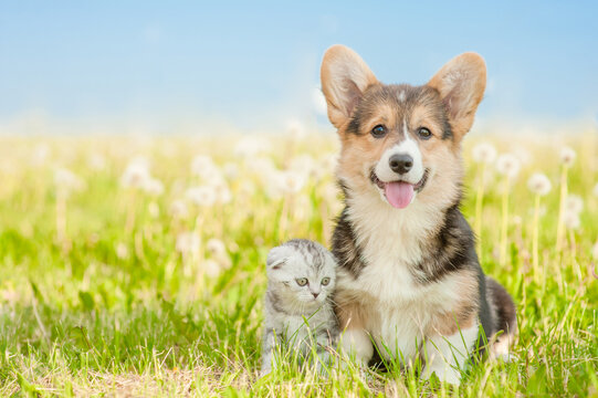 Corgi Scottish Images – Browse 577 Stock Photos, Vectors, and Video ...