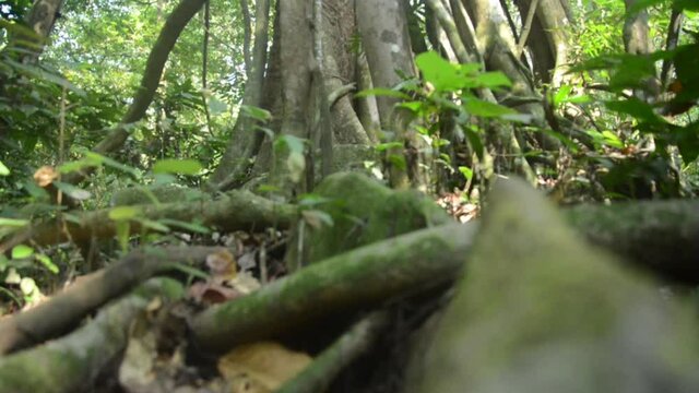 Rainforest Floor