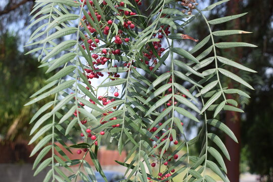 Molle Imagens – Procure 3,654 fotos, vetores e vídeos | Adobe Stock