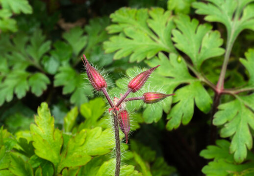 Pinwing 이미지 – 찾아보기 197 스톡 사진, 벡터 및 비디오 | Adobe Stock