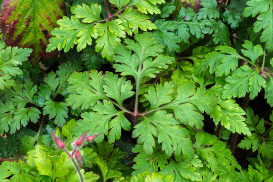 รูปภาพPinwing – เลือกดูภาพถ่ายสต็อก เวกเตอร์ และวิดีโอ309 | Adobe Stock