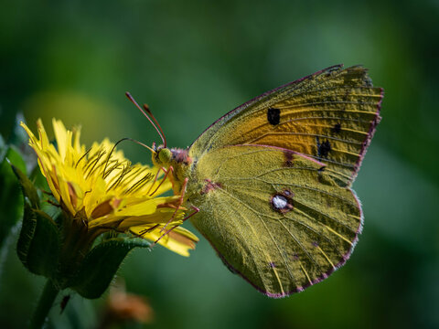 「Ocelles」の画像 - 340 件の Stock 写真、ベクターおよびビデオ | Adobe Stock