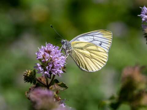 「Ocelles」の画像 - 340 件の Stock 写真、ベクターおよびビデオ | Adobe Stock