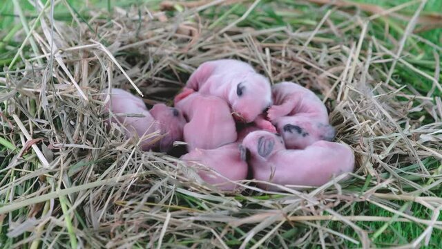 Promiscuity Images – Browse 1,587 Stock Photos, Vectors, and Video ...