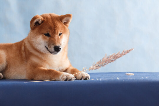รูปภาพShiba-Ken – เลือกดูภาพถ่ายสต็อก เวกเตอร์ และวิดีโอ40 | Adobe Stock