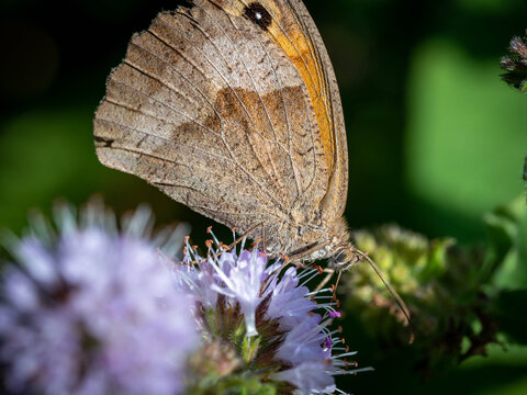 Ocelles Bilder – Durchsuchen 341 Archivfotos, Vektorgrafiken und Videos ...