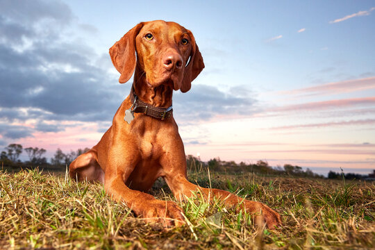 Jagdhundrasse Bilder – Durchsuchen 76,969 Archivfotos, Vektorgrafiken ...