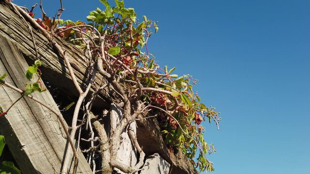 Entwined Images – Browse 12,978 Stock Photos, Vectors, and Video ...