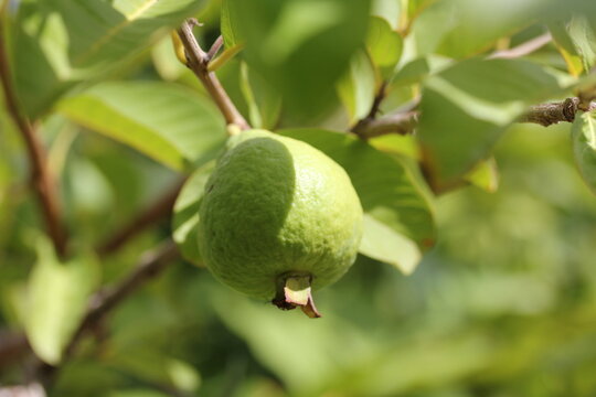 Goyave Bilder – Durchsuchen 201 Archivfotos, Vektorgrafiken und Videos ...