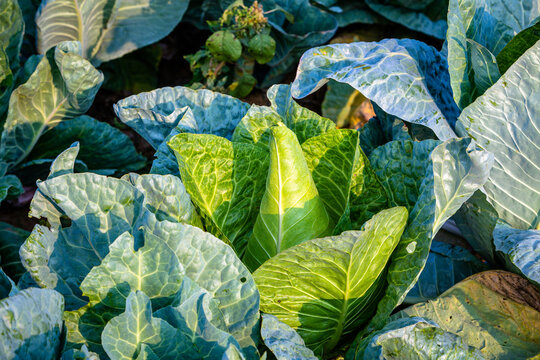 Spitzkraut-Bilder: Stock-Fotos & -Videos. | Adobe Stock