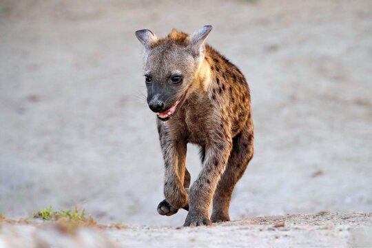 "Crocuta Crocuta" Images – Browse 11,605 Stock Photos, Vectors, and ...