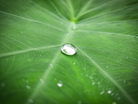 「Guttation」の画像 - 300 件の Stock 写真、ベクターおよびビデオ | Adobe Stock