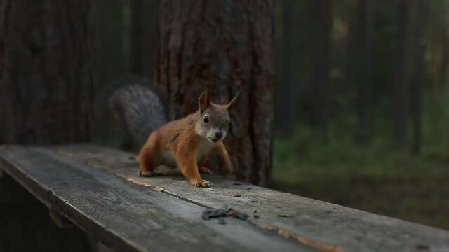 "Happy Squirrel" Bilder – Durchsuchen 251 Archivfotos, Vektorgrafiken ...