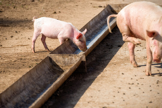 รูปภาพPiglets – เลือกดูภาพถ่ายสต็อก เวกเตอร์ และวิดีโอ151,072 | Adobe Stock