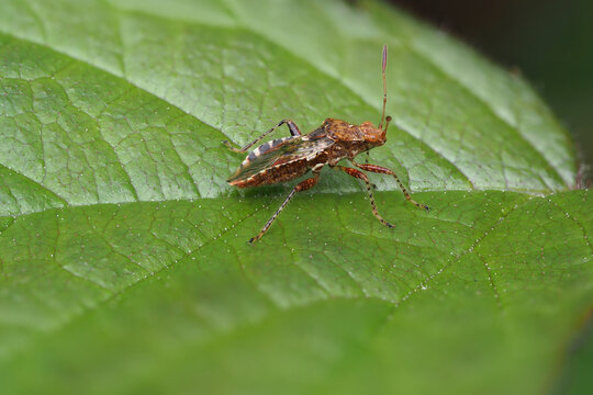 Blattwanze Bilder – Durchsuchen 6,797 Archivfotos, Vektorgrafiken und ...