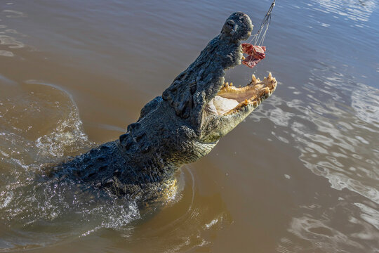 รูปภาพHypercarnivorous – เลือกดูภาพถ่ายสต็อก เวกเตอร์ และวิดีโอ368 ...