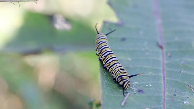 Monarch Butterfly Baby Caterpillar