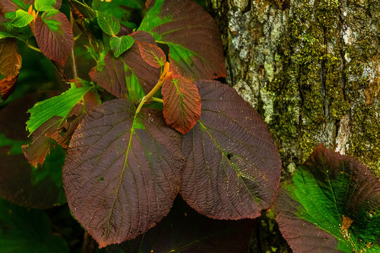 Hobble-Bush Images – Browse 44 Stock Photos, Vectors, and Video | Adobe ...