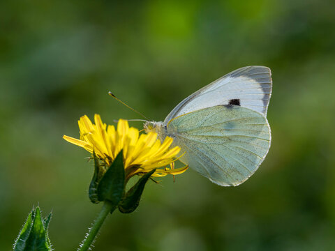 「Ocelles」の画像 - 340 件の Stock 写真、ベクターおよびビデオ | Adobe Stock