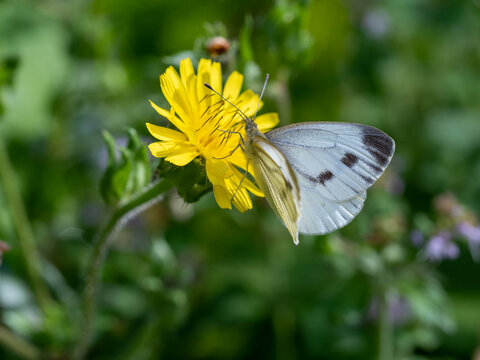 Ocelles Bilder – Durchsuchen 341 Archivfotos, Vektorgrafiken und Videos ...