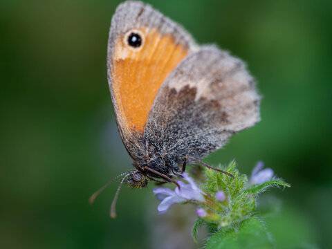 Ocelles Bilder – Durchsuchen 341 Archivfotos, Vektorgrafiken und Videos ...