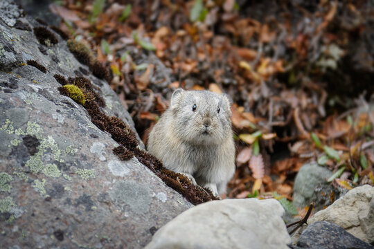 Ochotonidae Images – Browse 52 Stock Photos, Vectors, and Video | Adobe ...