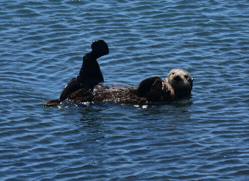 Baby-Animal bilder – Bläddra bland 194 stockfoton, vektorer och videor ...