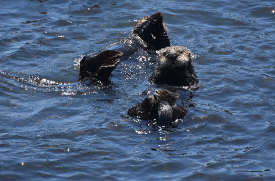 Baby-Animal bilder – Bläddra bland 194 stockfoton, vektorer och videor ...
