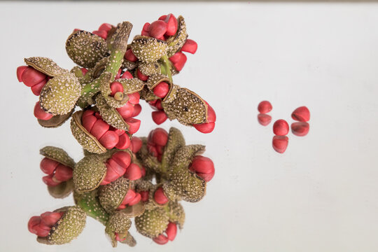 Champaca Bilder – Durchsuchen 644 Archivfotos, Vektorgrafiken und ...