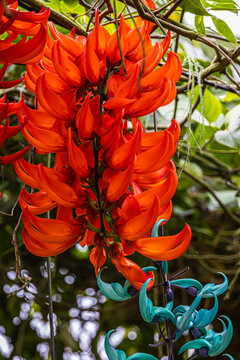 Imágenes de Tayabak: descubre bancos de fotos, ilustraciones, vectores ...