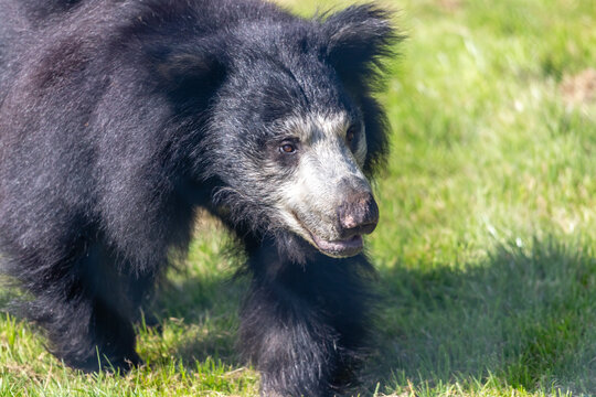 รูปภาพ"Moon Bear" – เลือกดูภาพถ่ายสต็อก เวกเตอร์ และวิดีโอ24,383 ...