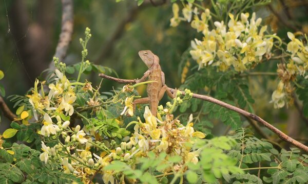 รูปภาพRaptile – เลือกดูภาพถ่ายสต็อก เวกเตอร์ และวิดีโอ203 | Adobe Stock