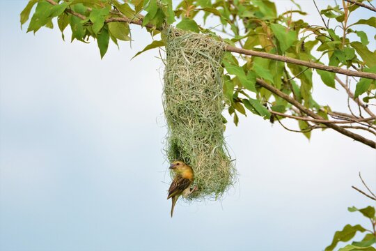 รูปภาพNidification – เลือกดูภาพถ่ายสต็อก เวกเตอร์ และวิดีโอ49,696 ...