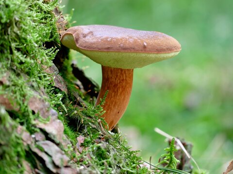 รูปภาพBraunkappe – เลือกดูภาพถ่ายสต็อก เวกเตอร์ และวิดีโอ615 | Adobe Stock