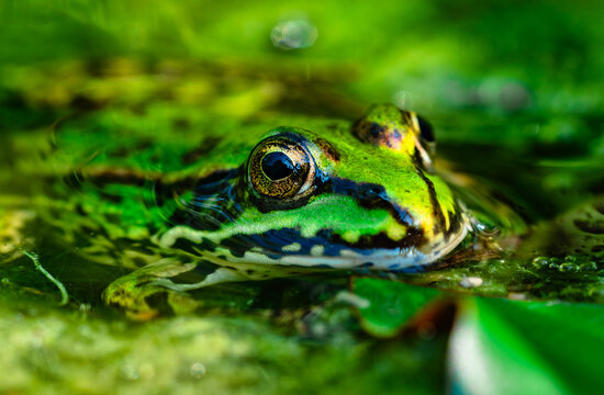รูปภาพFroschlurch – เลือกดูภาพถ่ายสต็อก เวกเตอร์ และวิดีโอ2,010 | Adobe Stock