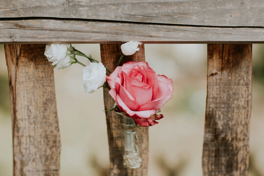 Bourgeonner bilder – Bläddra bland 397 stockfoton, vektorer och videor ...