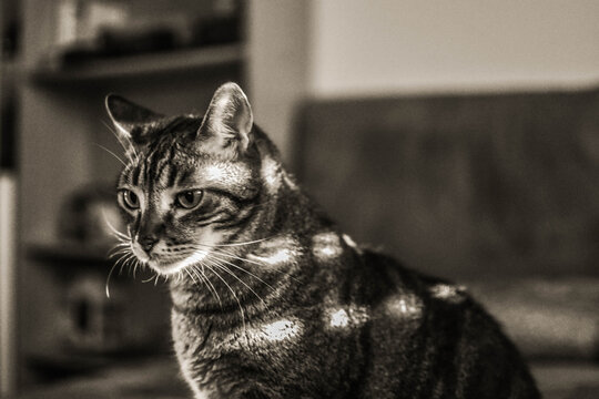 「Perplesso」の写真素材 | 200件の無料イラスト画像 | Adobe Stock