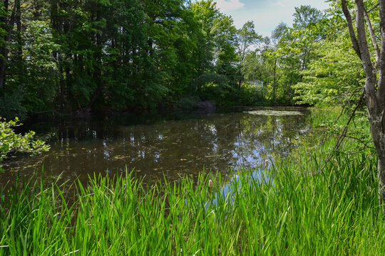 Pondside Images – Browse 178 Stock Photos, Vectors, and Video | Adobe Stock