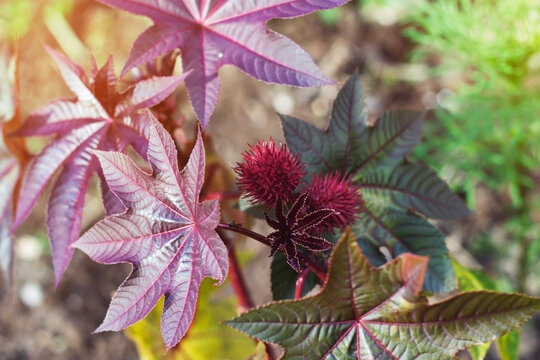Rizinusstrauch Bilder – Durchsuchen 792 Archivfotos, Vektorgrafiken und ...