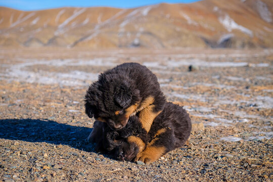 「Bankhar」の写真素材 | 24件の無料イラスト画像 | Adobe Stock