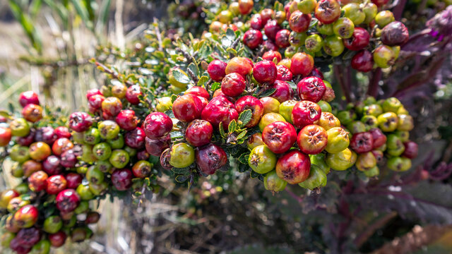 Agraz Images – Browse 137 Stock Photos, Vectors, and Video | Adobe Stock