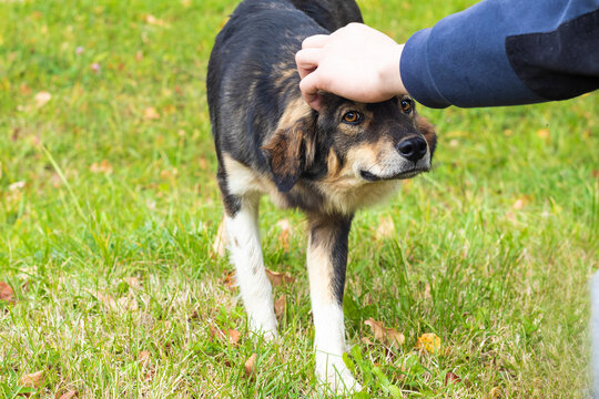 Gullible Imagens – Procure 6,397 fotos, vetores e vídeos | Adobe Stock