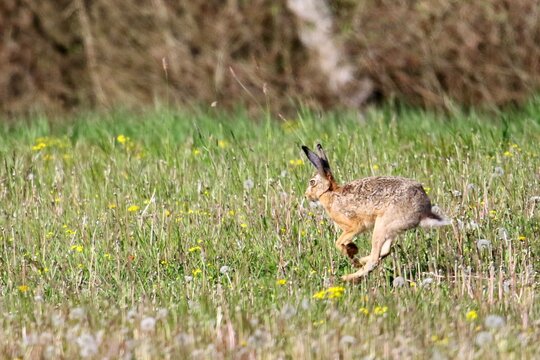 Zajac Images – Browse 22 Stock Photos, Vectors, and Video | Adobe Stock