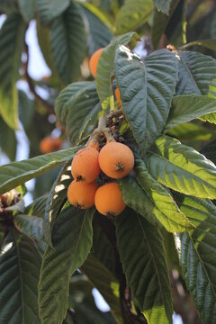 Bibasse - Images et vidéos libres de droits | Adobe Stock