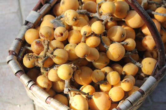 Bibace - Images et vidéos libres de droits | Adobe Stock