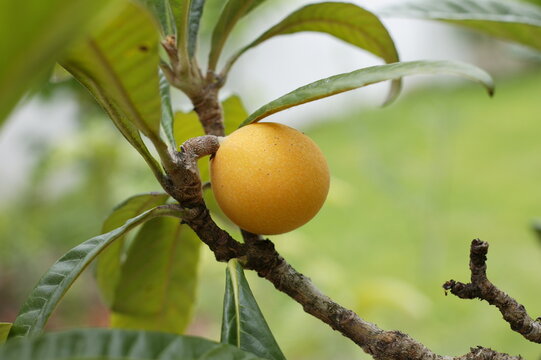Bibasse - Images et vidéos libres de droits | Adobe Stock