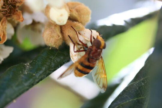 Bibasse - Images et vidéos libres de droits | Adobe Stock
